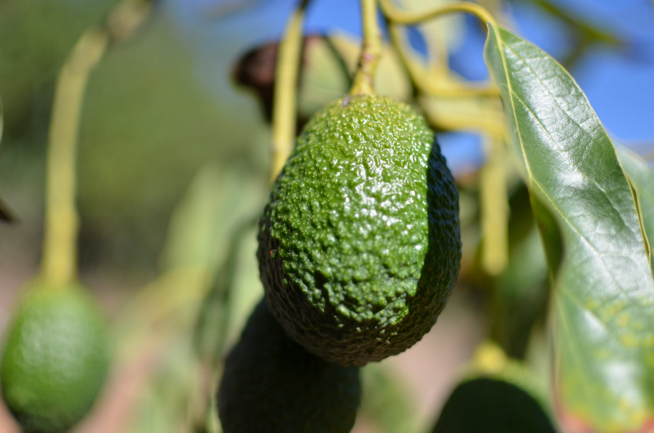 Avocado Monthly